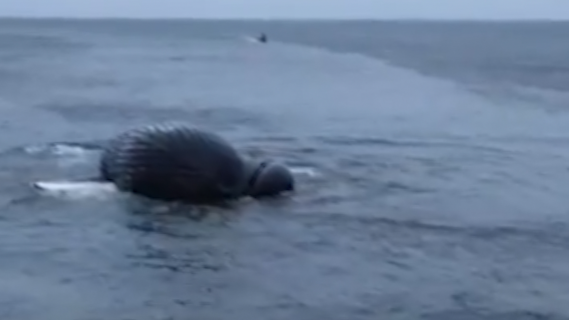 Bless, bless, hvalur! - Víkurfréttir